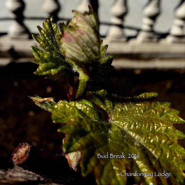 Bud-break-chardonnay-chardonnaylodge-wine-winecountry-signsofspring ...